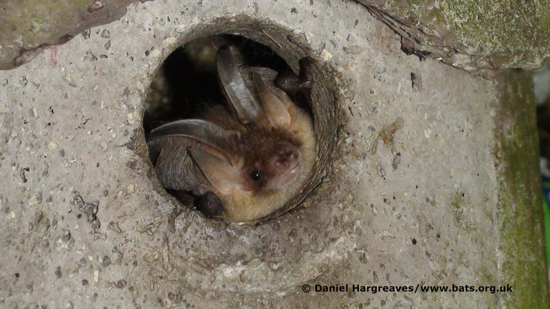 Vistry creates dark corridors to help bats and other wildlife, thanks ...