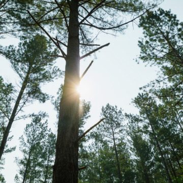 News & Insights - Georgia-Pacific | Cellulose