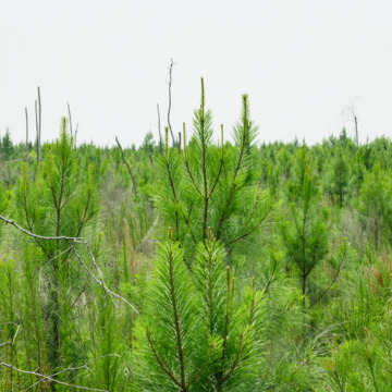 News & Insights - Georgia-Pacific | Cellulose