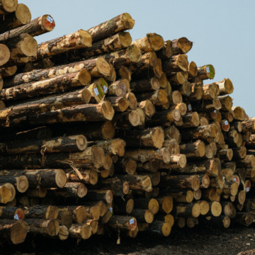 News & Insights - Georgia-Pacific | Cellulose