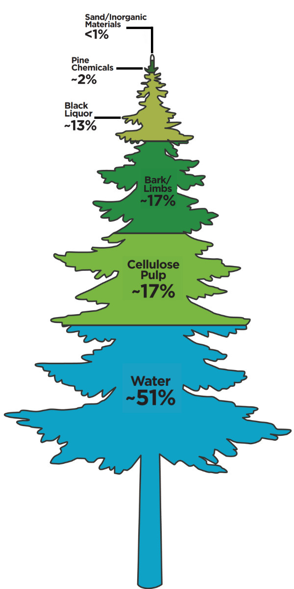 Maximizing Tree Potential - Georgia-Pacific | Cellulose
