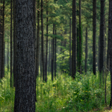 News & Insights - Georgia-Pacific | Cellulose