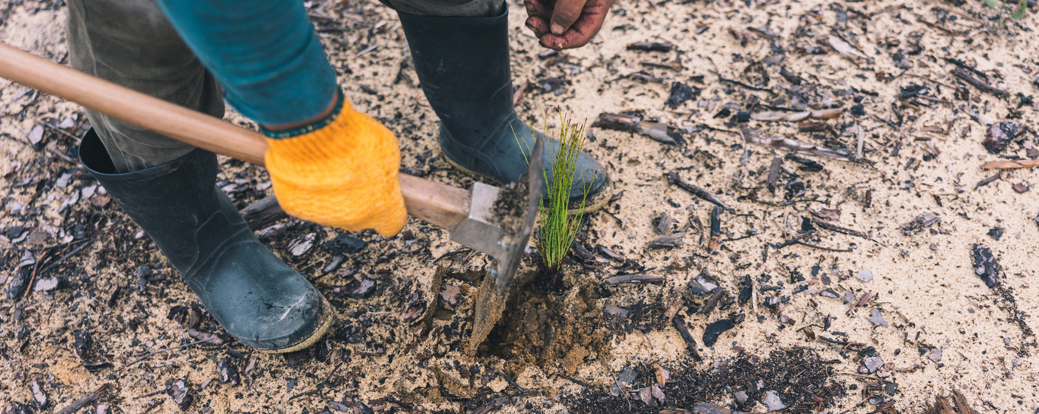 Sustainability - Georgia-Pacific | Cellulose
