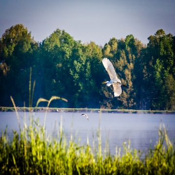 News & Insights - Georgia-Pacific | Cellulose