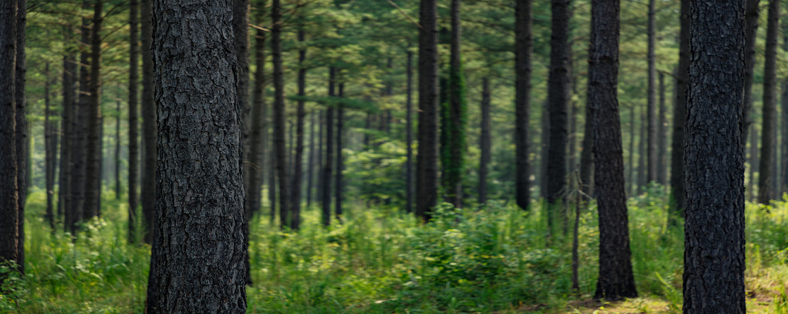 Home - Georgia-Pacific | Cellulose