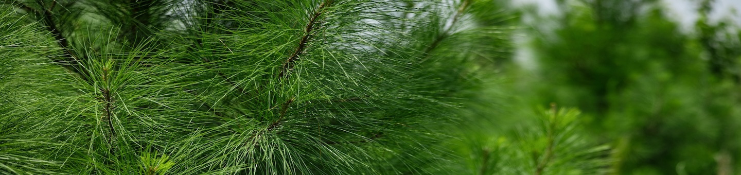 About Us - Georgia-Pacific | Cellulose