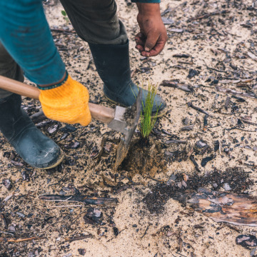 News & Insights - Georgia-Pacific | Cellulose