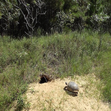 News & Insights - Georgia-Pacific | Cellulose