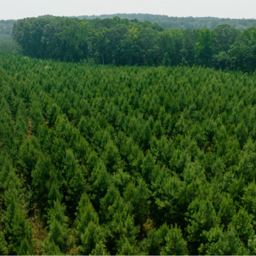 News & Insights - Georgia-Pacific | Cellulose