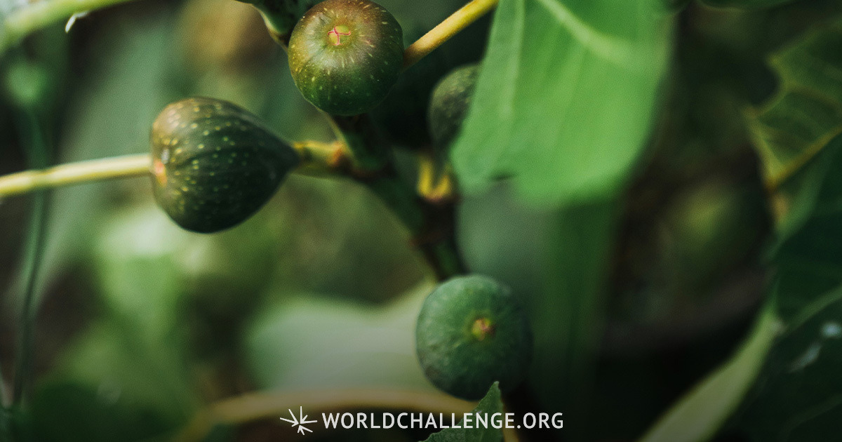 Fig Trees and Mountains | worldchallenge.org