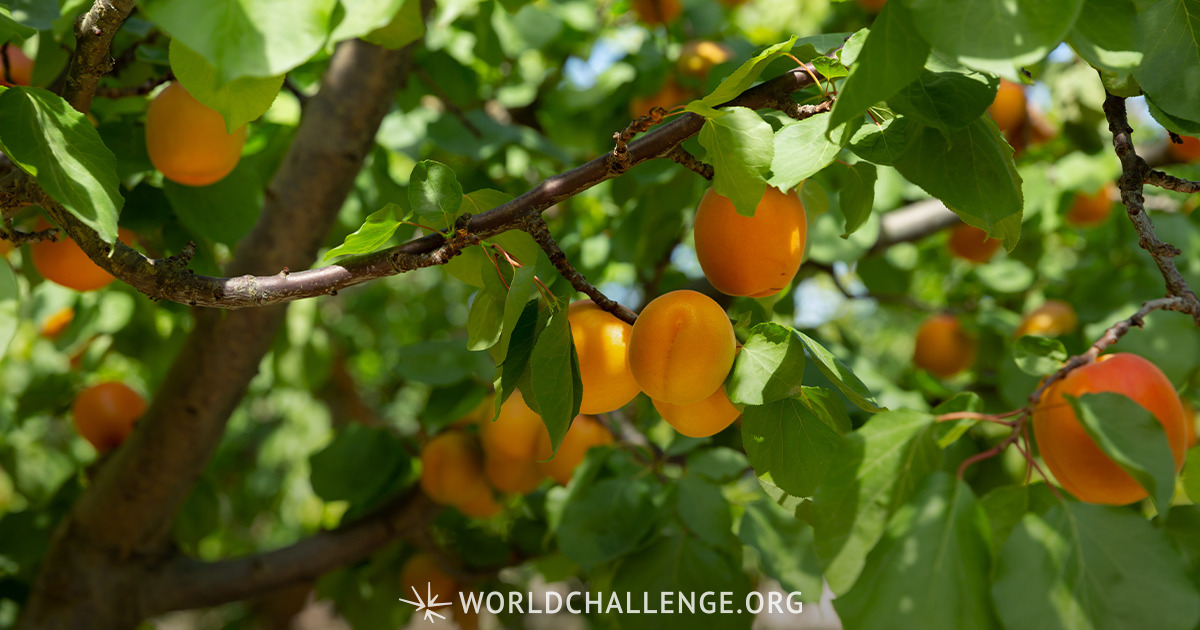 Fixing the Root Not the Fruit | worldchallenge.org